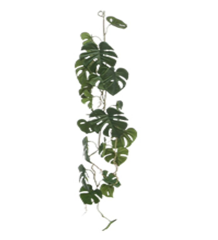 Planta Decorativa Monstera Enredadera – laurahyrma